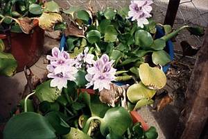 Plant Production and Protection Division: Eichhornia crassipes