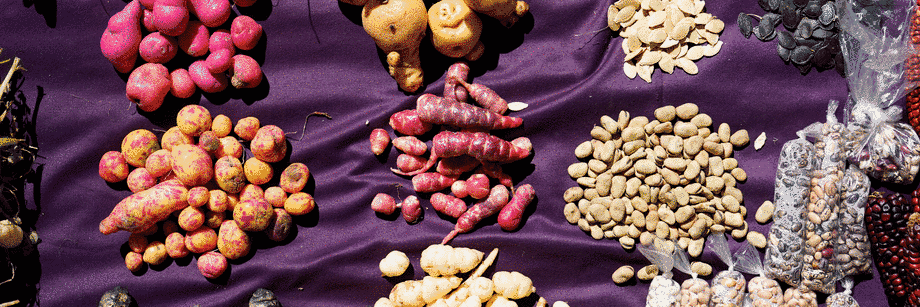 Conserving agro-biodiversity through Indigenous chakra systems in the ...