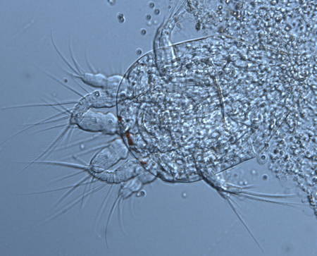 Plant Production and Protection Division: Mesobiota