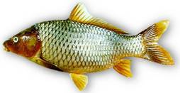 FAO: Common carp home