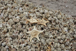 fishermen | FAO in India | Food and Agriculture Organization of the ...