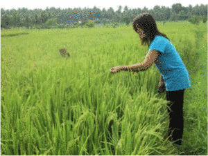 The Grains of Hope Comes to Gabao | FAO in the Philippines | Food and ...