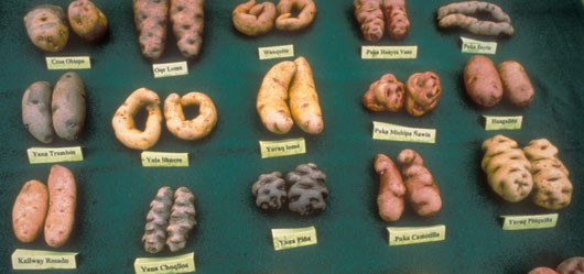 Genetic resources | FAO | Food and Agriculture Organization of the ...