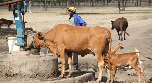 Hardy cattle boost Zimbabwe farmers’ incomes | FAO | Food and ...