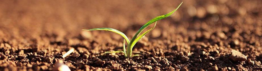 Soils4Nutrition | Global Soil Partnership | Food and Agriculture ...