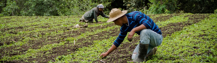 News | FAO Liaison Office in New York | Food and Agriculture ...