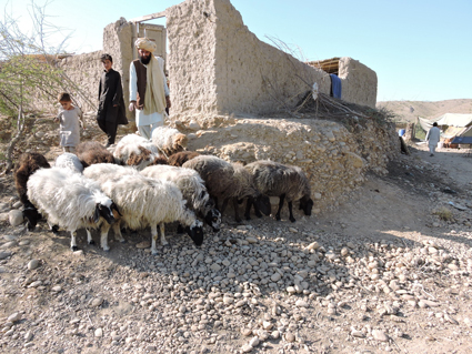 Saving Livestock from Starvation | FAO in Pakistan | Food and ...