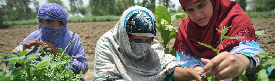 Procurement | FAO in Pakistan | Organisation des Nations Unies pour l ...