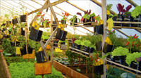 Plant Production and Protection Division: Microgarden Concepts