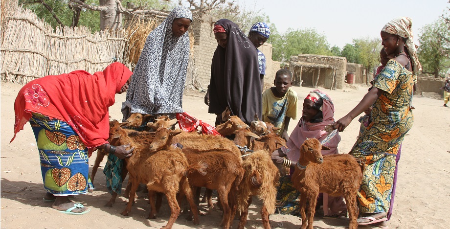 FAO au Niger | Organisation des Nations Unies pour l'alimentation et l ...