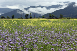 Europa y Asia Central | Connect Portal | Food and Agriculture ...