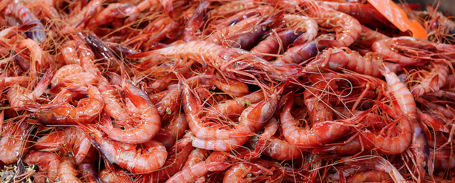 Management Plan | Deep-water red shrimp fisheries in the eastern ...