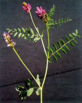 Plant Production and Protection Division: Boerhavia erecta