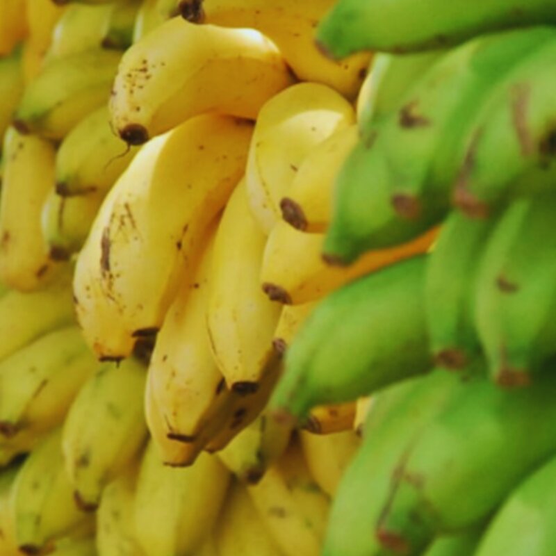 Voluntary commitment to adaptation to climate change | World Banana ...