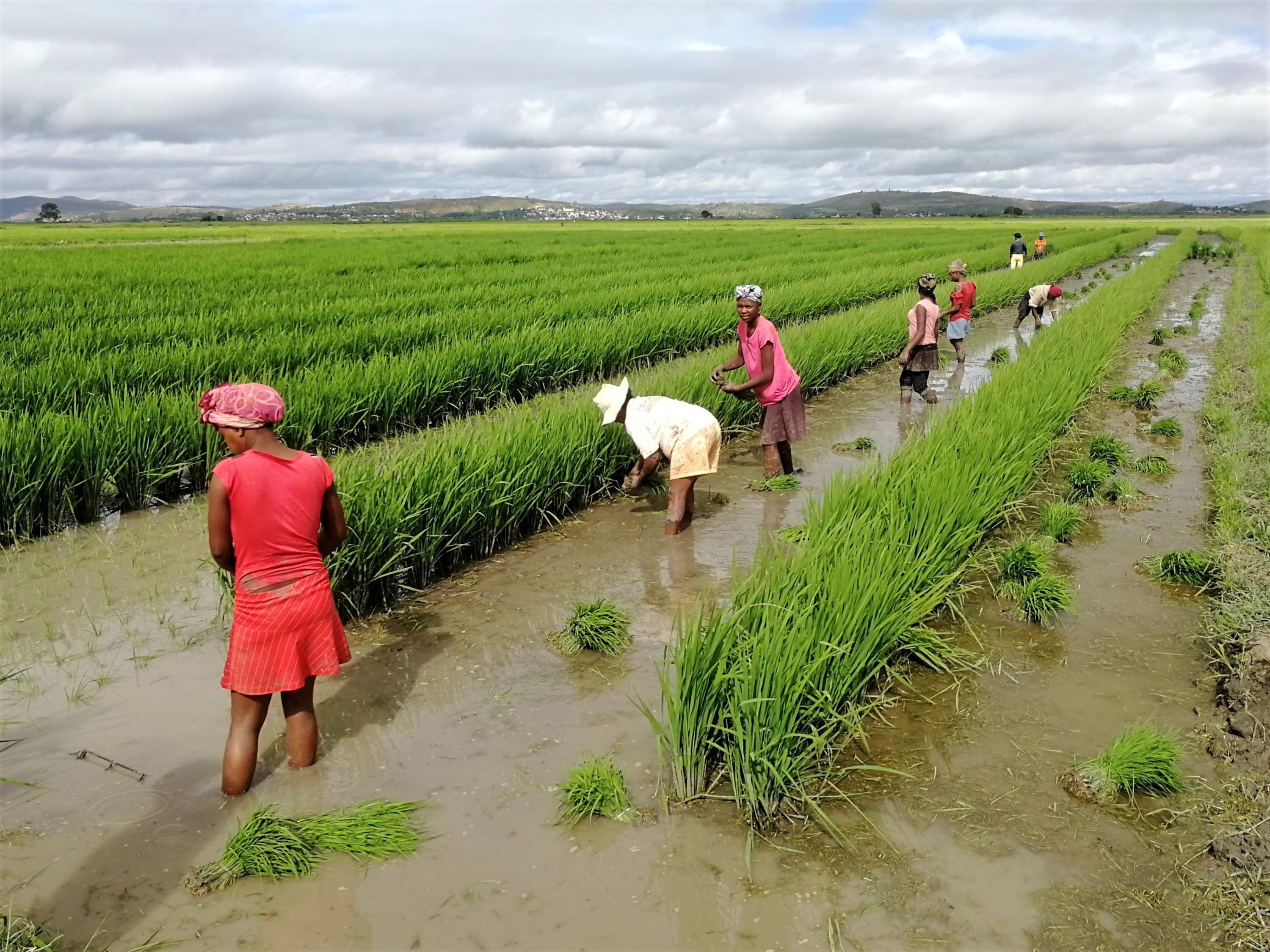 Highlights archive | FAO | Food and Agriculture Organization of the ...