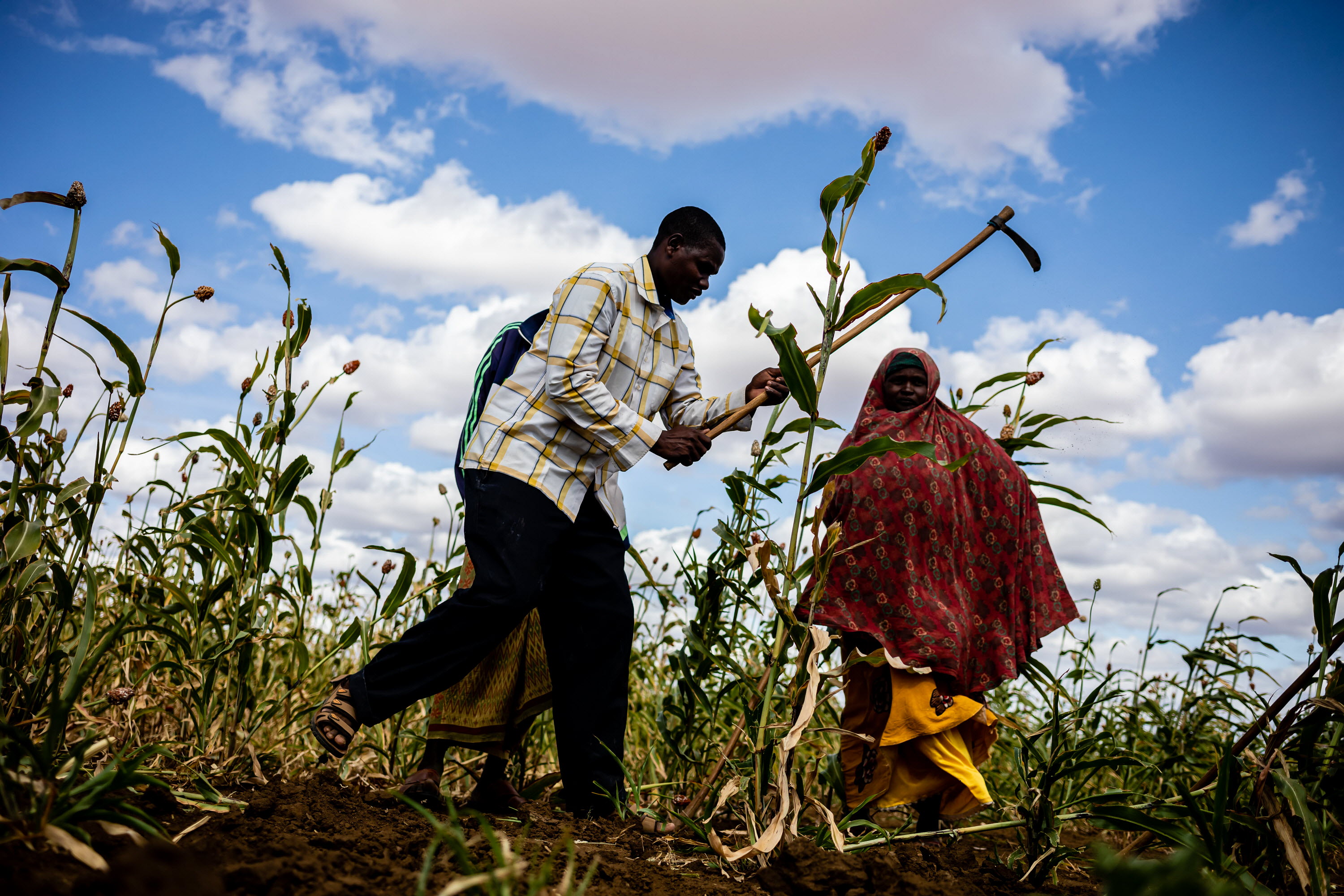 Highlights archive | FAO | Food and Agriculture Organization of the ...