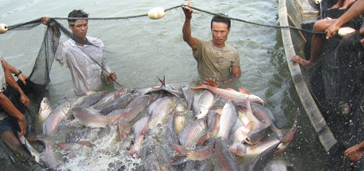 Aquaculture | FAO | Food and Agriculture Organization of the United Nations