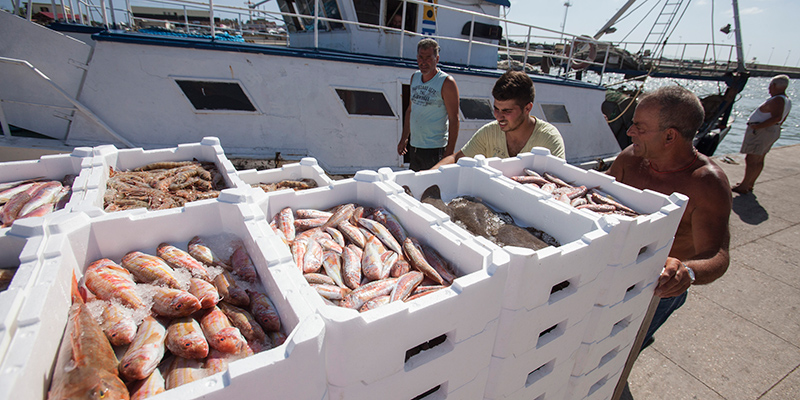 Fisheries | FAO | Food and Agriculture Organization of the United Nations