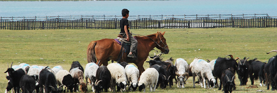 Pastoreo | Portal de apoyo a las políticas y la gobernanza ...