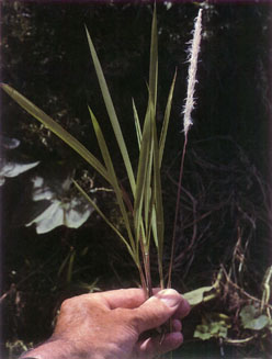 Plant Production and Protection Division: Imperata cylindrica