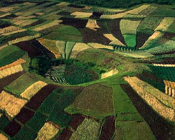 Plant Production and Protection Division: Global Network for in situ ...