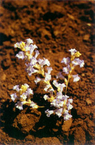 Plant Production and Protection Division: Orobanche aegyptiaca