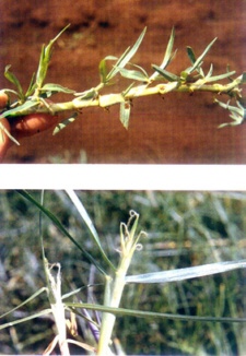 Plant Production and Protection Division: Pennisetum clandestinum