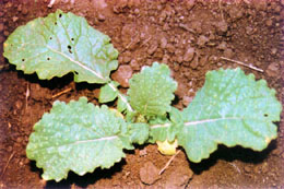 Plant Production and Protection Division: Raphanus raphanistrum