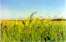 Plant Production and Protection Division: Weedy rice