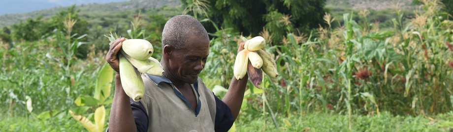 Organisation des Nations Unies pour l'alimentation et l'agriculture: Le ...