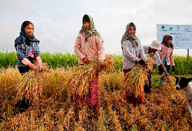 special rice | FAO in Myanmar | Food and Agriculture Organization of ...
