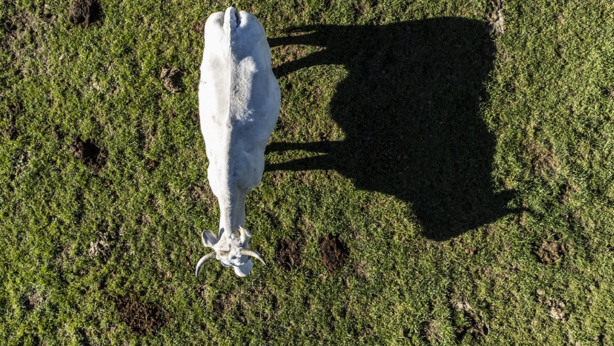 重要文档 | FAO | 联合国粮食及 农业组织