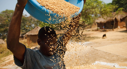 Resources | FAO Regional Office for Africa | Food and Agriculture ...