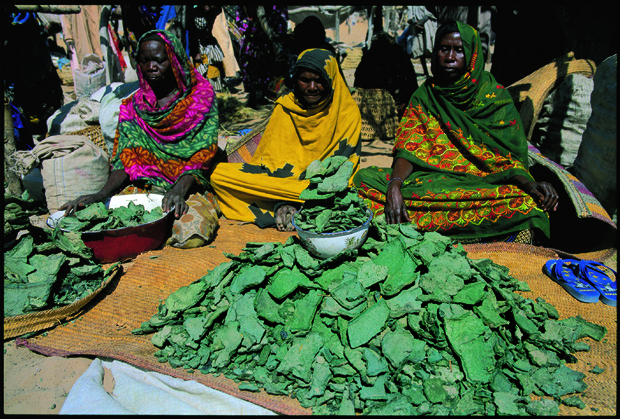 Plant Production and Protection Division: Photogallery