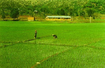 Plant Production and Protection Division: Rice