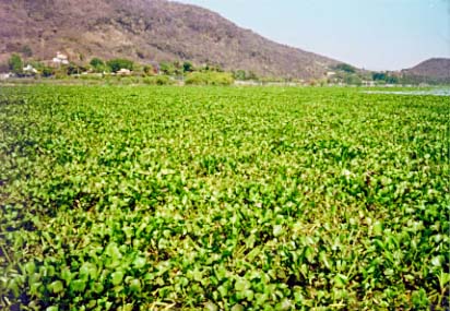 Plant Production and Protection Division: Water Hyacinth