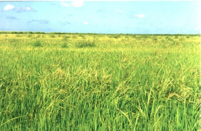 Plant Production and Protection Division: Rice