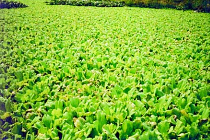 Plant Production and Protection Division: Water Hyacinth