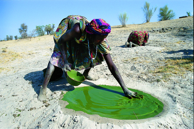 Plant Production and Protection Division: Photogallery