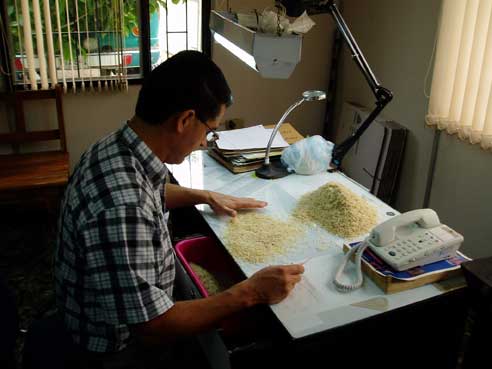 Plant Production and Protection Division: Rice