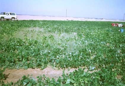 Plant Production and Protection Division: Improved weed management