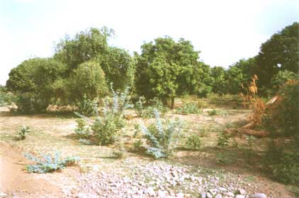 Plant Production and Protection Division: Prosopis spp. problem