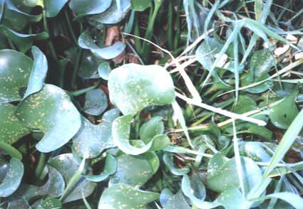Plant Production and Protection Division: Water Hyacinth