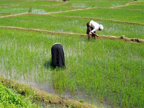 Plant Production and Protection Division: Rice